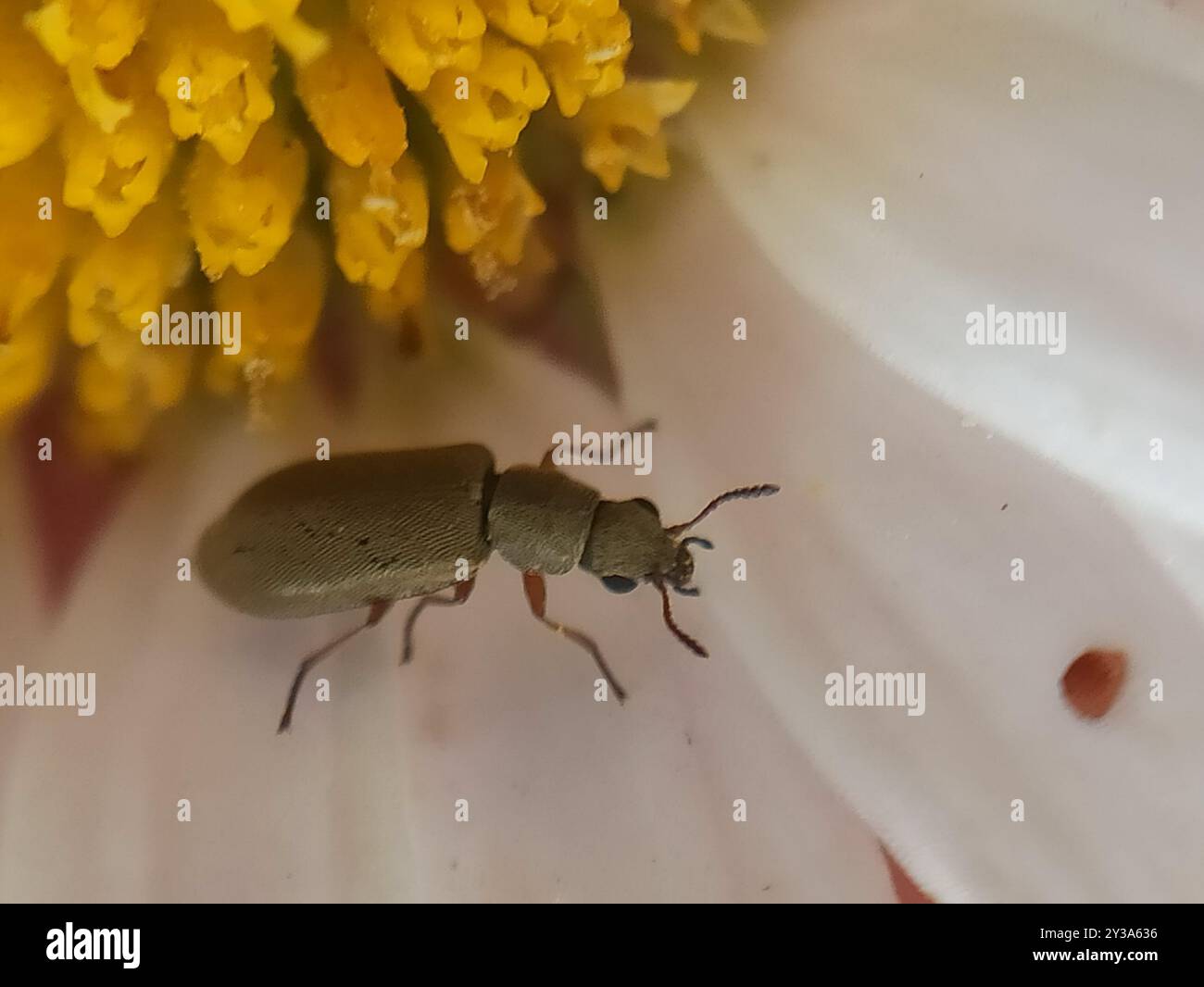 (Danacea nigritarsis) Insecta Stock Photo - Alamy