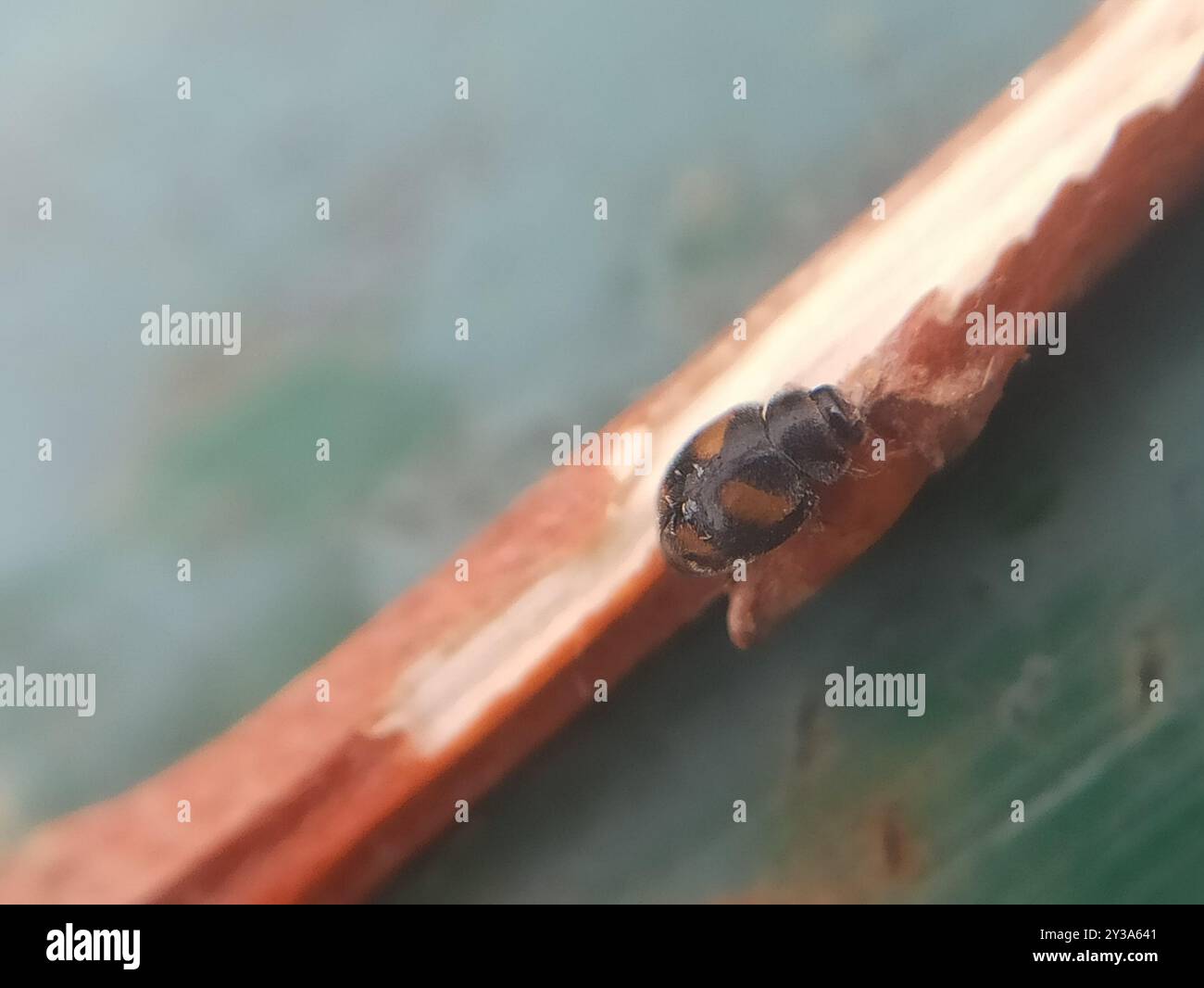 Four-spotted Nephus (Nephus quadrimaculatus) Insecta Stock Photo - Alamy