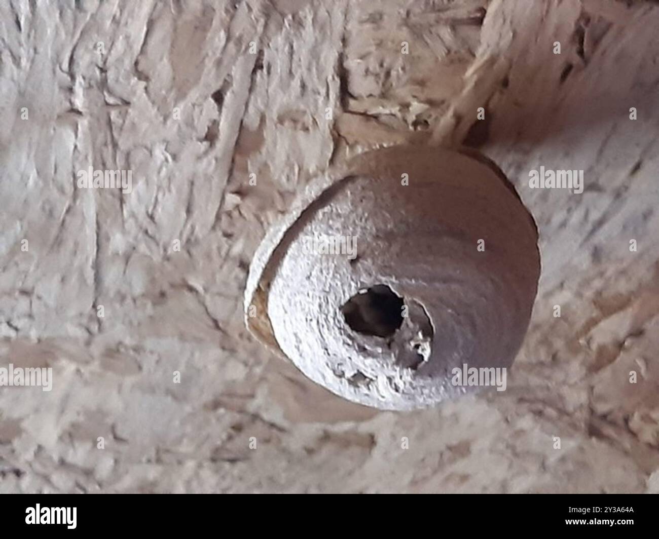 Hornets and Yellowjackets (Vespinae) Insecta Stock Photo - Alamy