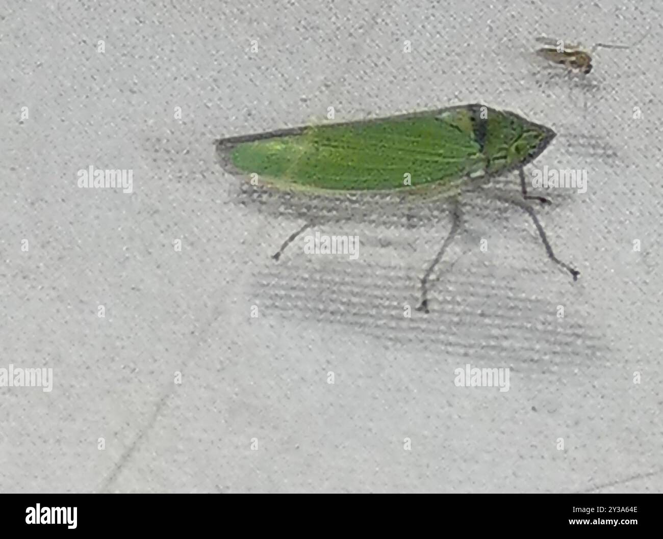 Waterlettuce Leafhopper (Draeculacephala inscripta) Insecta Stock Photo ...