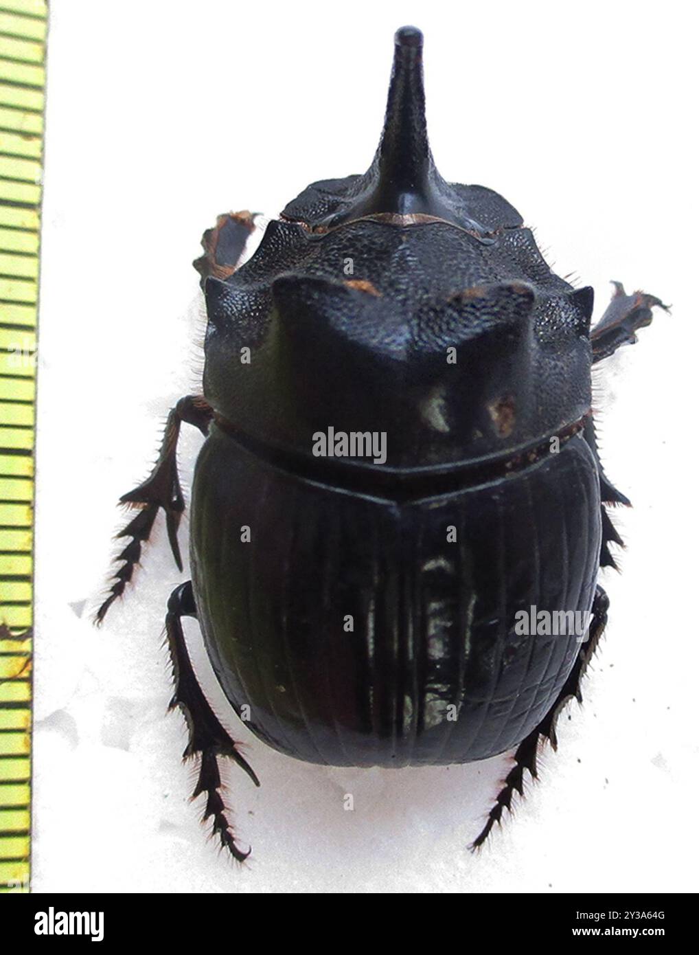 (Copris elphenor) Insecta Stock Photo - Alamy