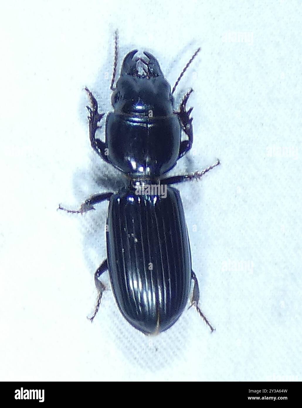 Big-headed Ground Beetle (Scarites subterraneus) Insecta Stock Photo ...