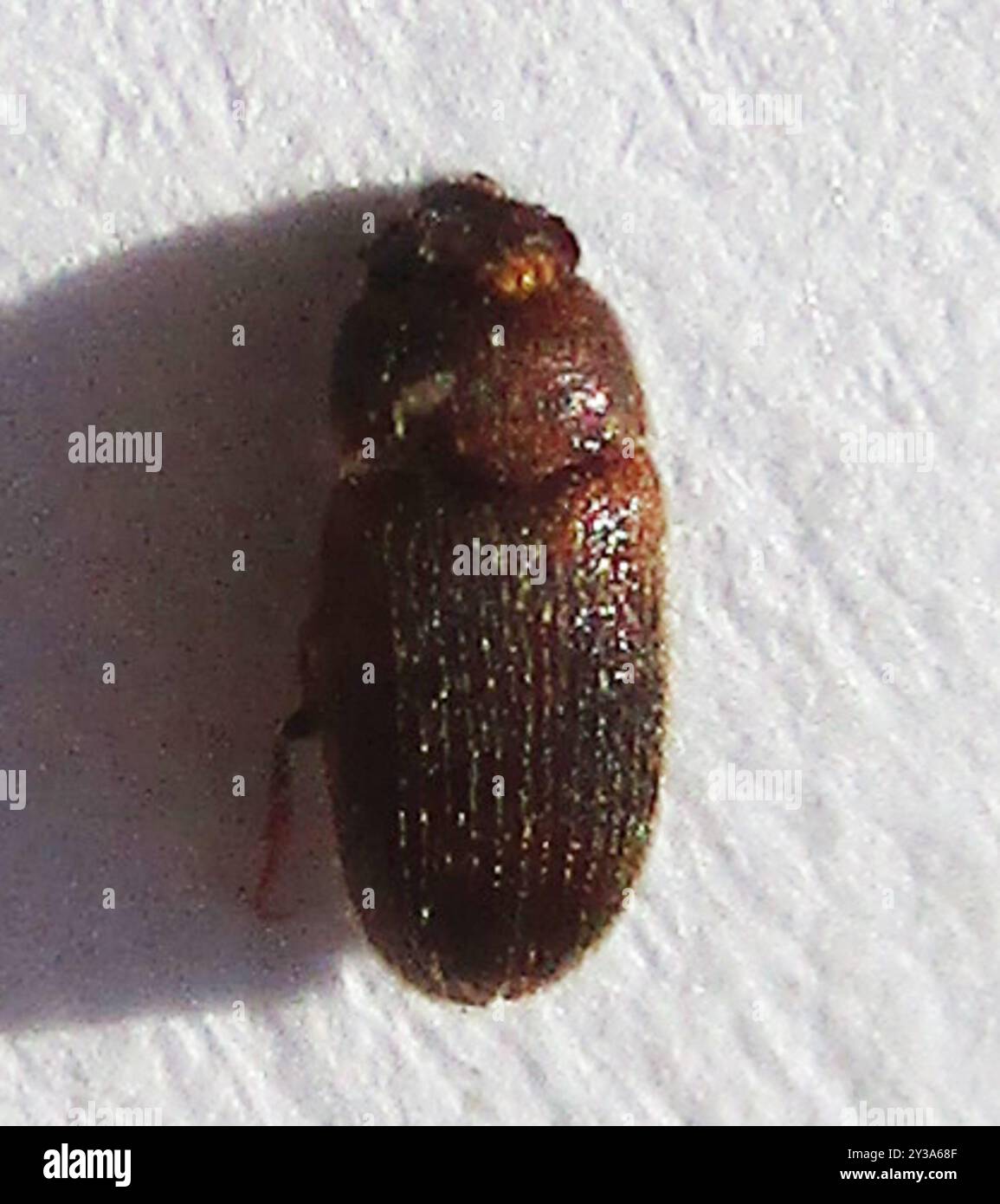 False Skin Beetles (Biphyllidae) Insecta Stock Photo - Alamy