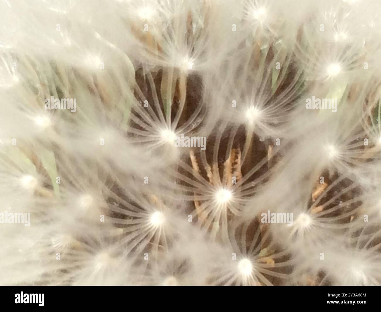 False Hawkbit (Urospermum picroides) Plantae Stock Photo - Alamy