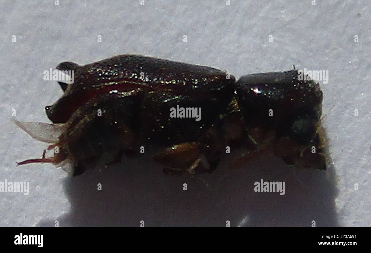 Auger Beetles (Bostrichidae) Insecta Stock Photo - Alamy