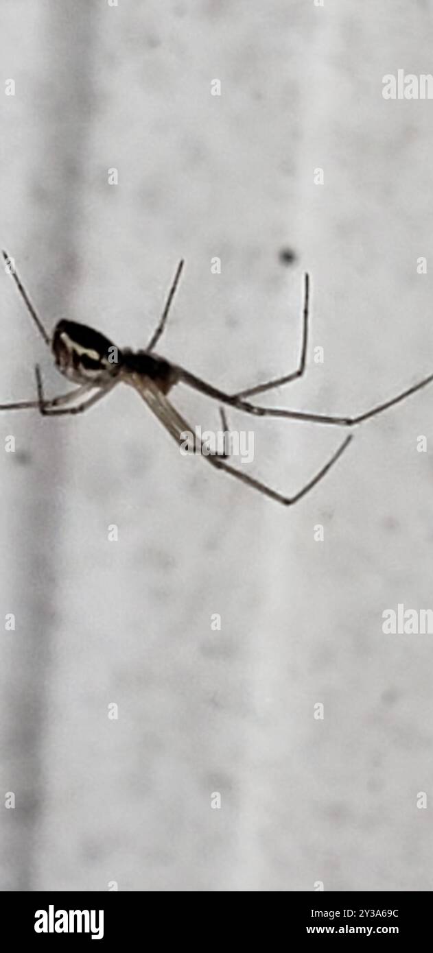 Filmy Dome Spider (Neriene radiata) Arachnida Stock Photo - Alamy