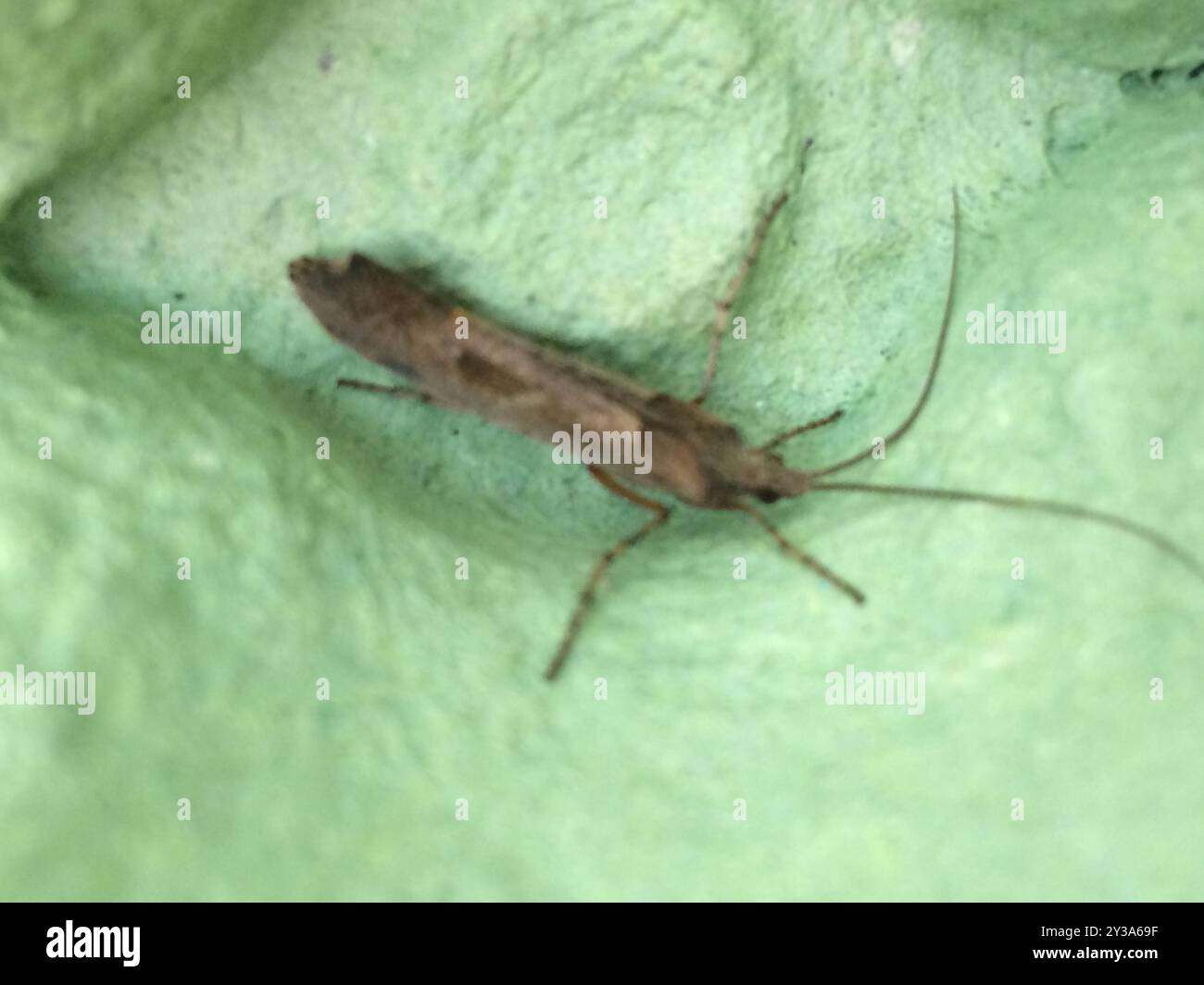 Northern Caddisflies (Limnephilidae) Insecta Stock Photo - Alamy