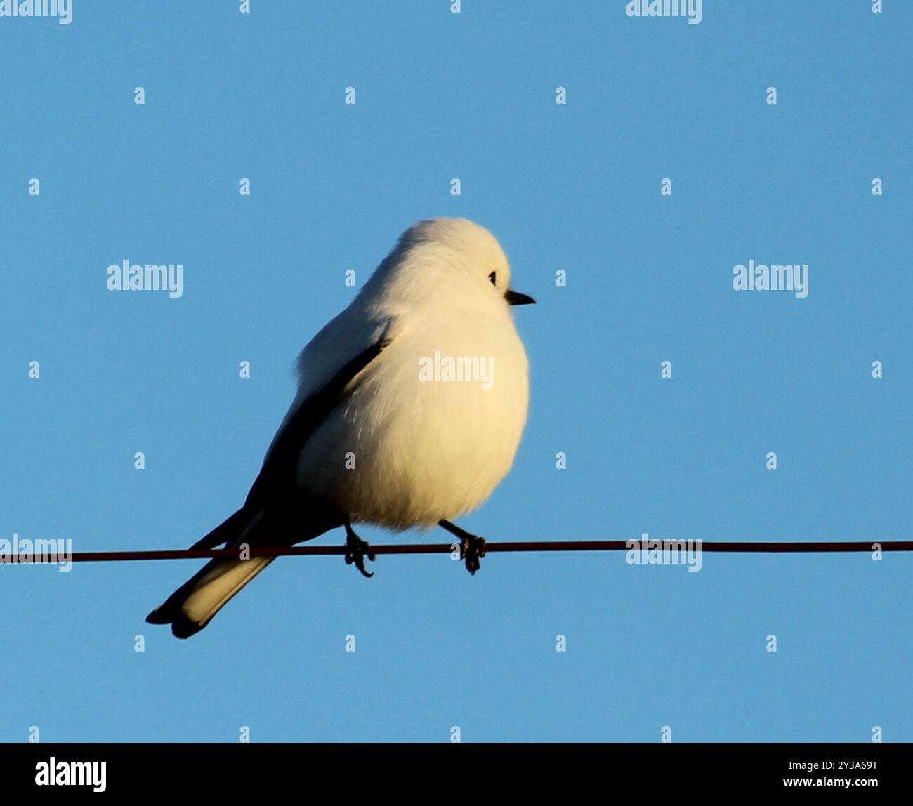 White Monjita (Xolmis irupero) Aves Stock Photo - Alamy