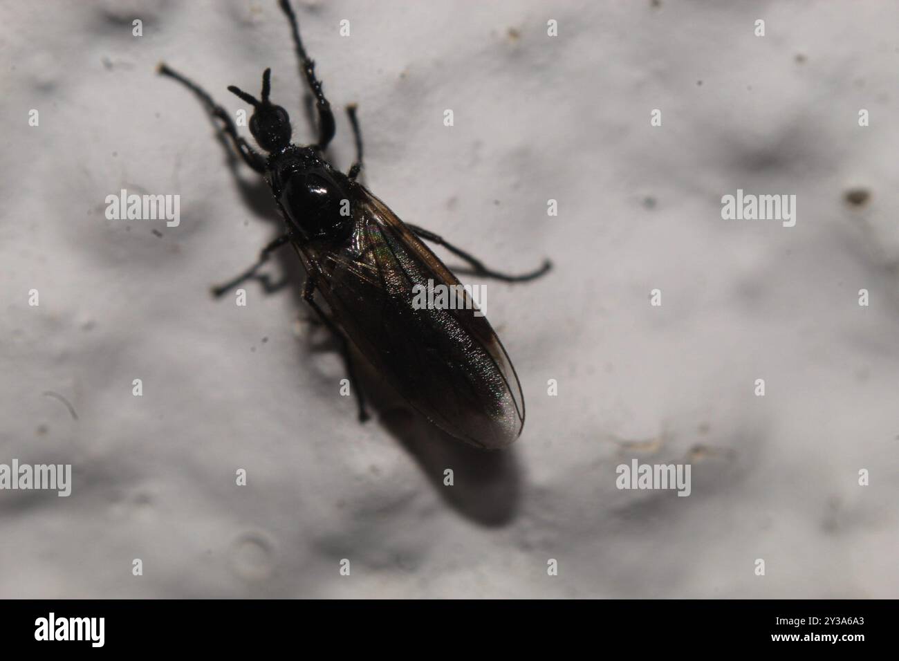 Fever Fly (Dilophus febrilis) Insecta Stock Photo - Alamy
