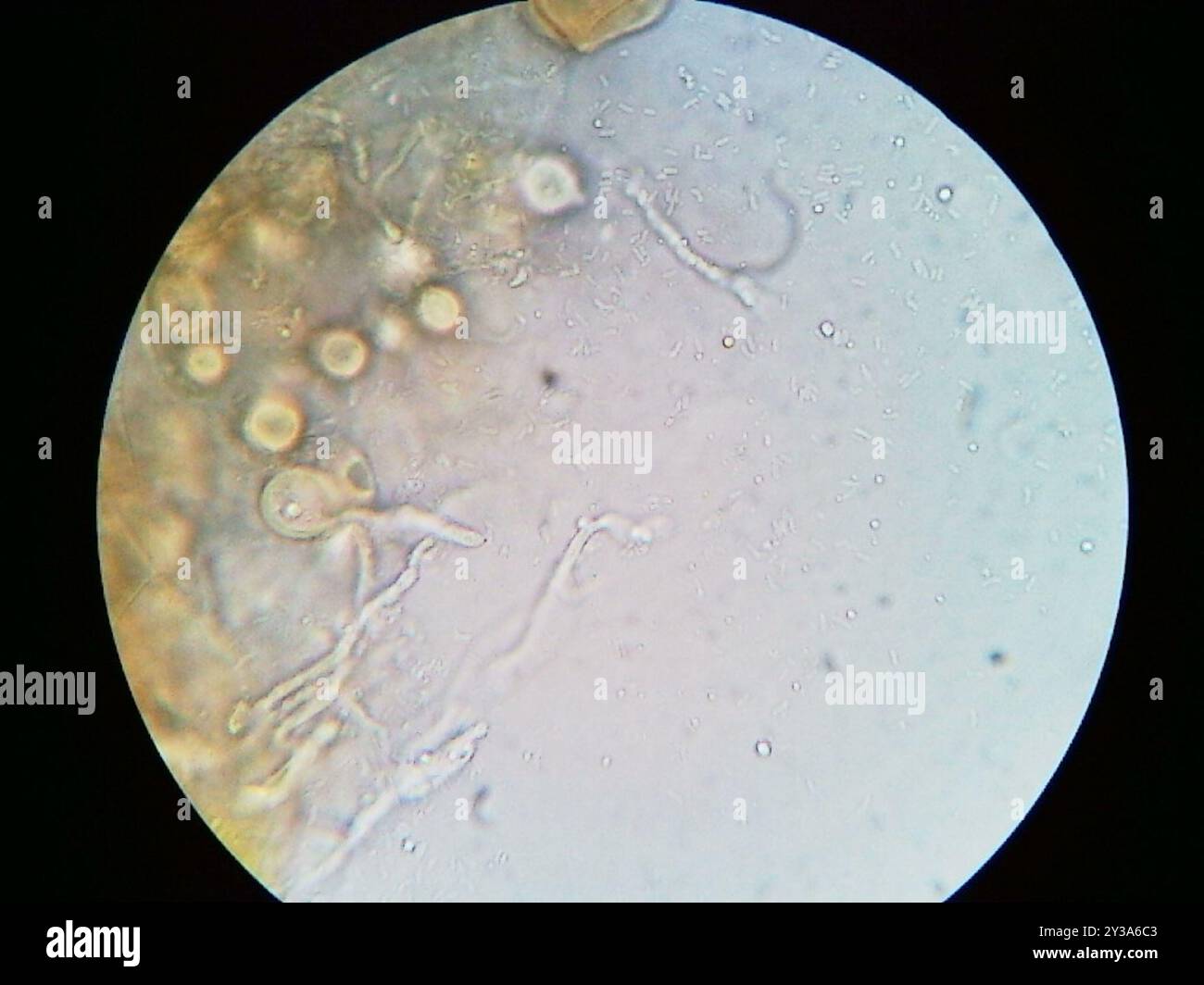 rust fungi (Pucciniales) Fungi Stock Photo - Alamy