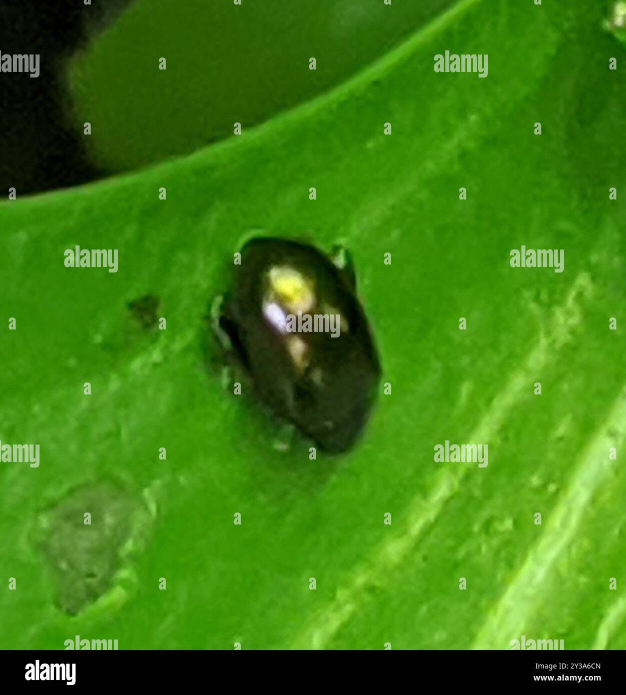 Flea Beetles (Alticini) Insecta Stock Photo - Alamy