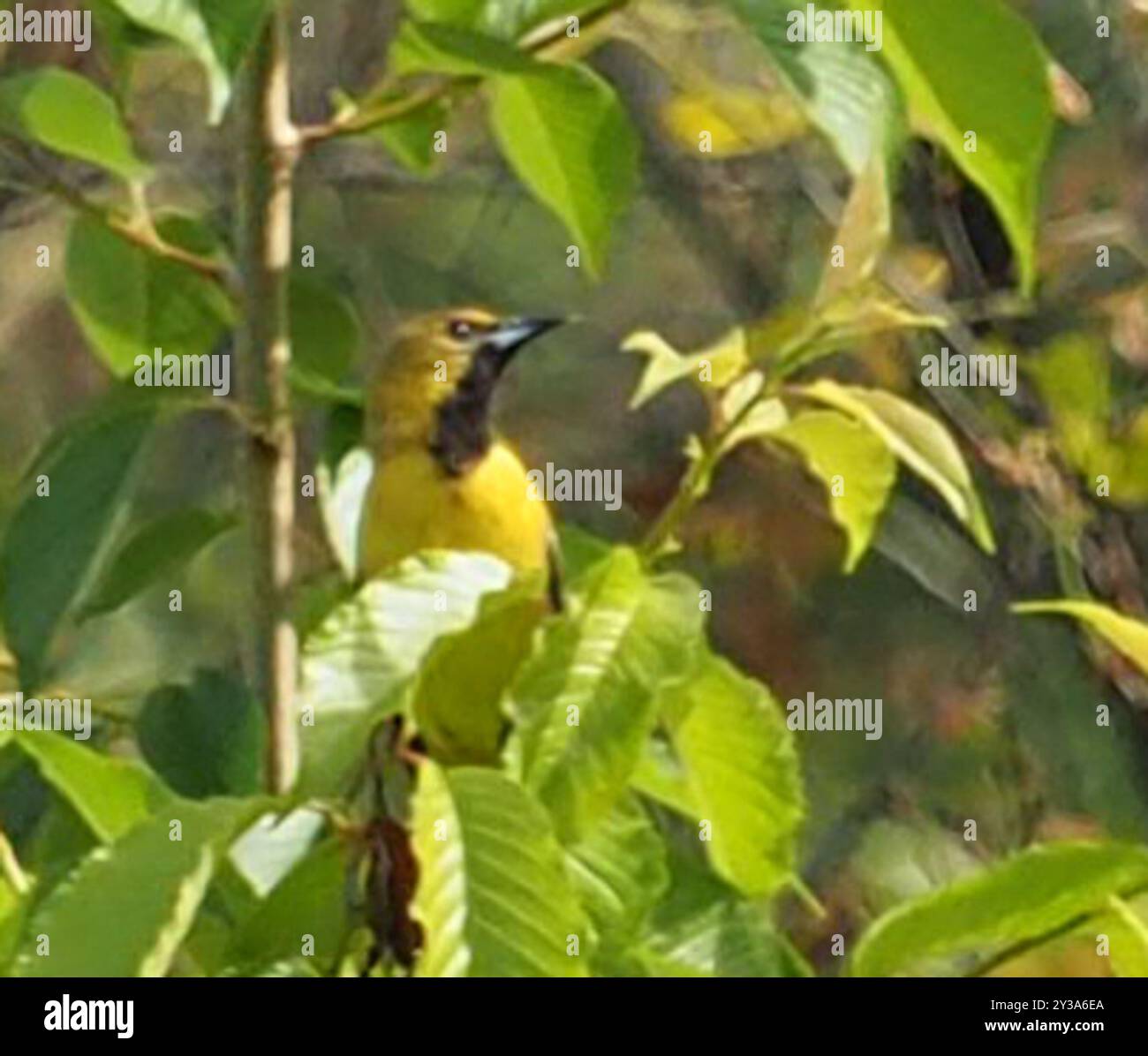 Orchard Oriole (Icterus spurius) Aves Stock Photo - Alamy