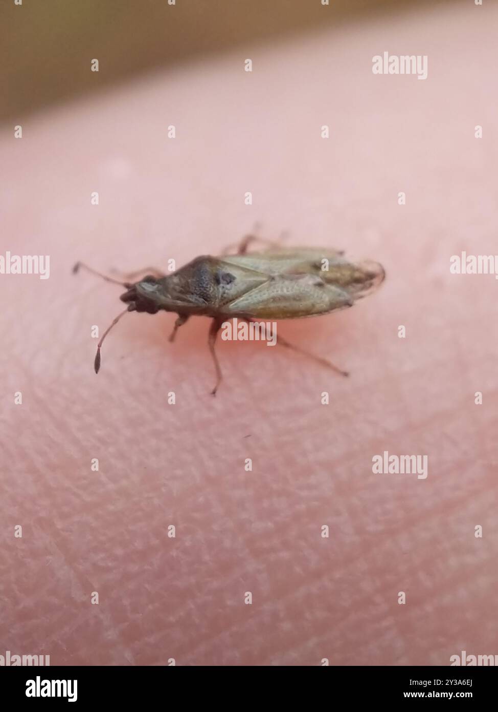 False chinch bugs (Nysius) Insecta Stock Photo - Alamy