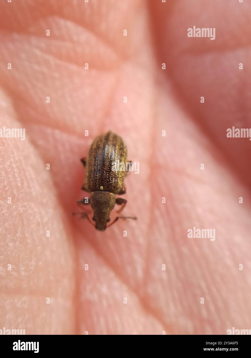 Common Leaf Weevil (Phyllobius pyri) Insecta Stock Photo - Alamy
