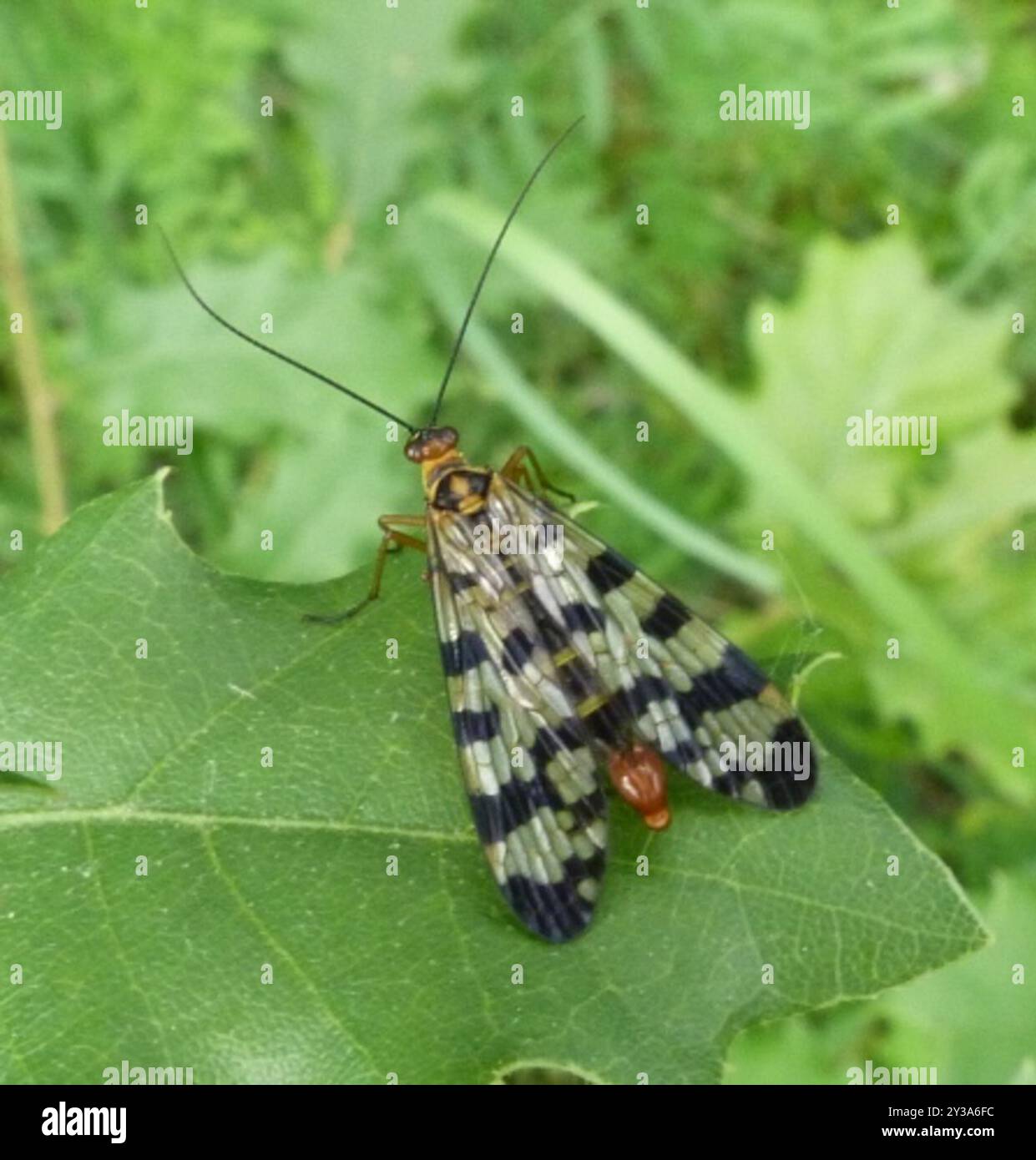 (Panorpa meridionalis) Insecta Stock Photo - Alamy