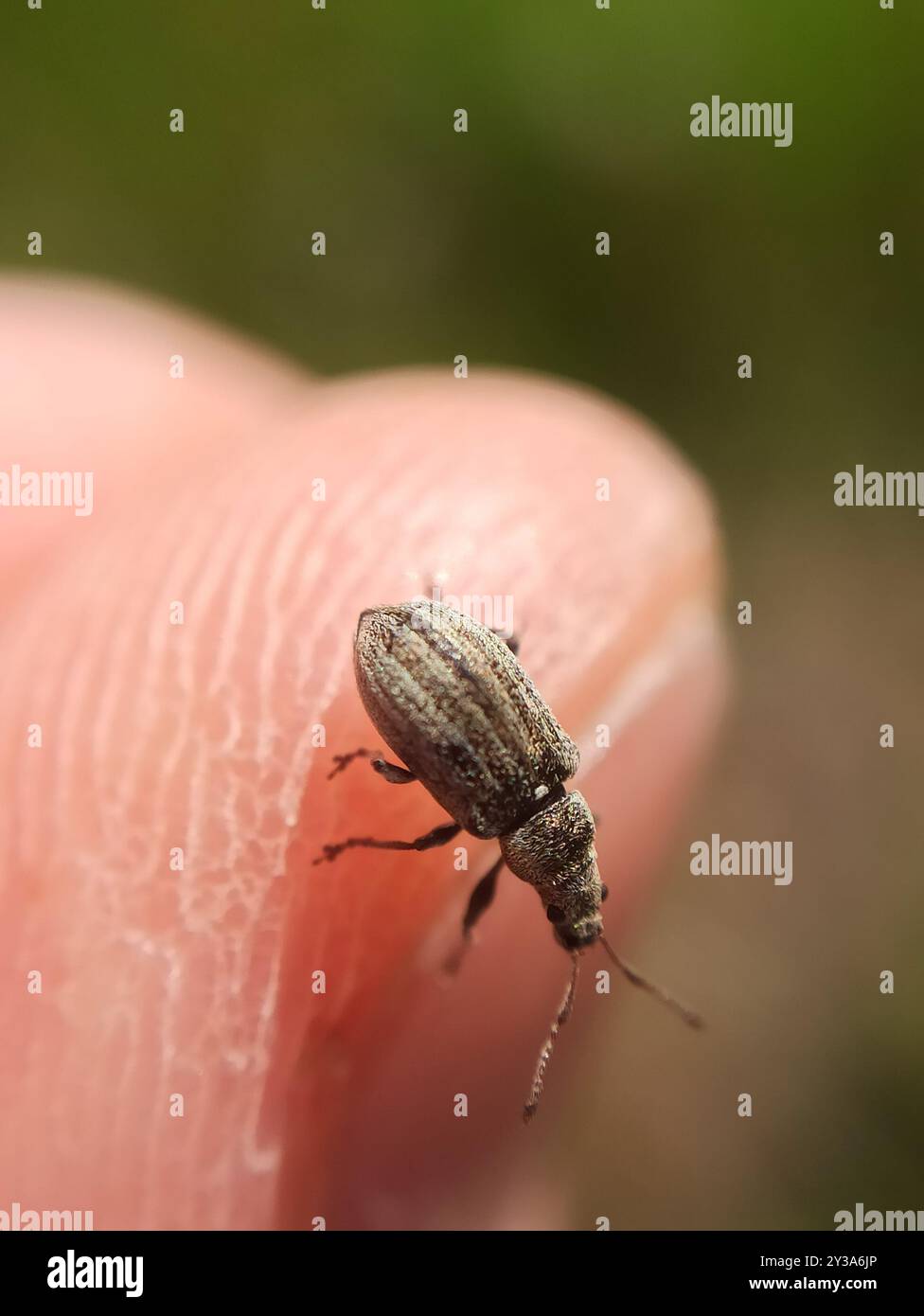 Common Leaf Weevil (Phyllobius pyri) Insecta Stock Photo - Alamy