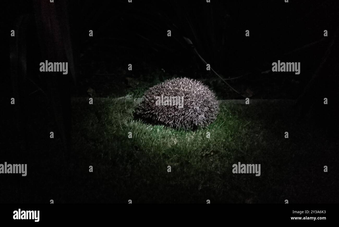 Common Hedgehog (Erinaceus europaeus) Mammalia Stock Photo - Alamy