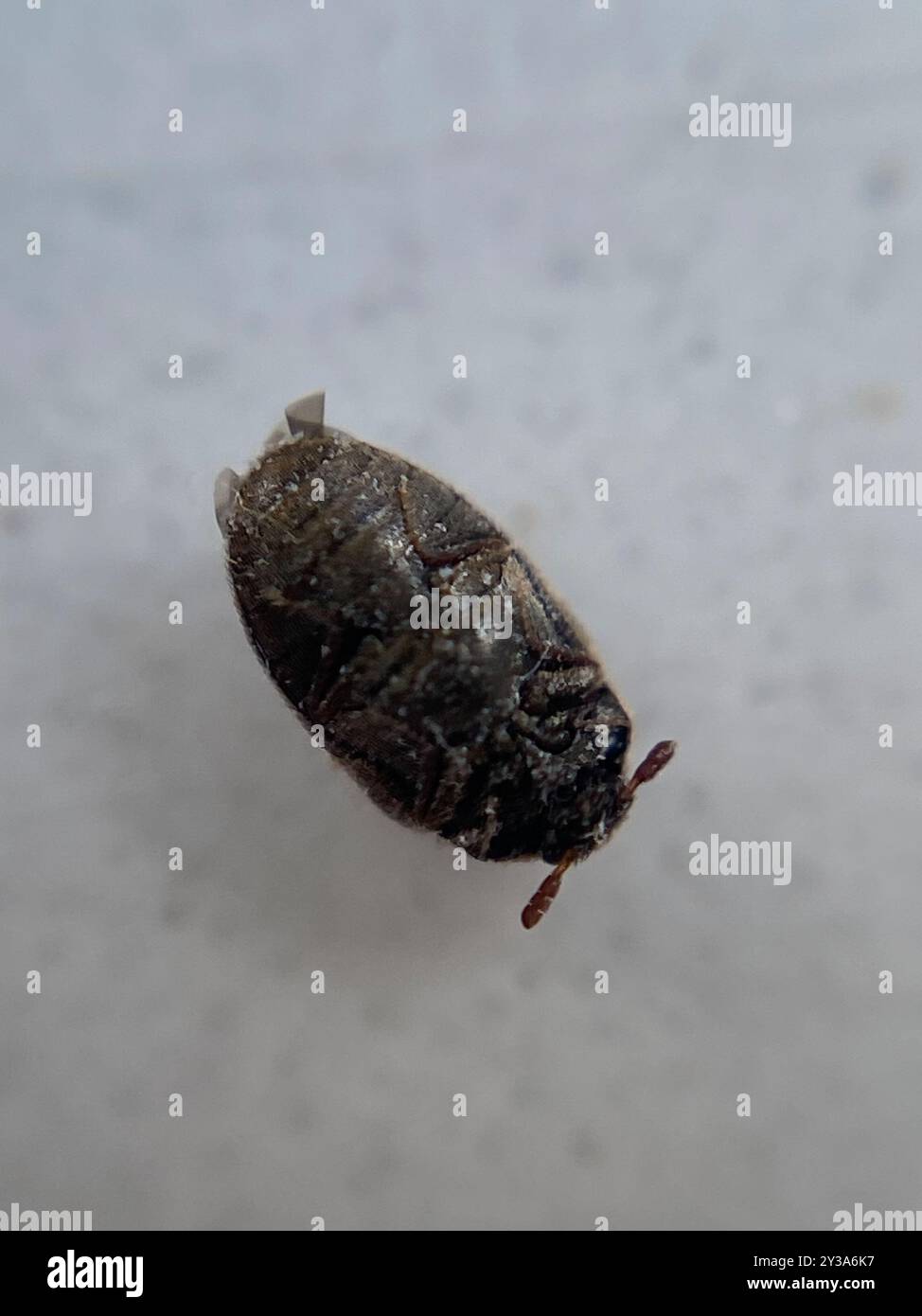 Australian Carpet Beetle (Anthrenocerus australis) Insecta Stock Photo ...