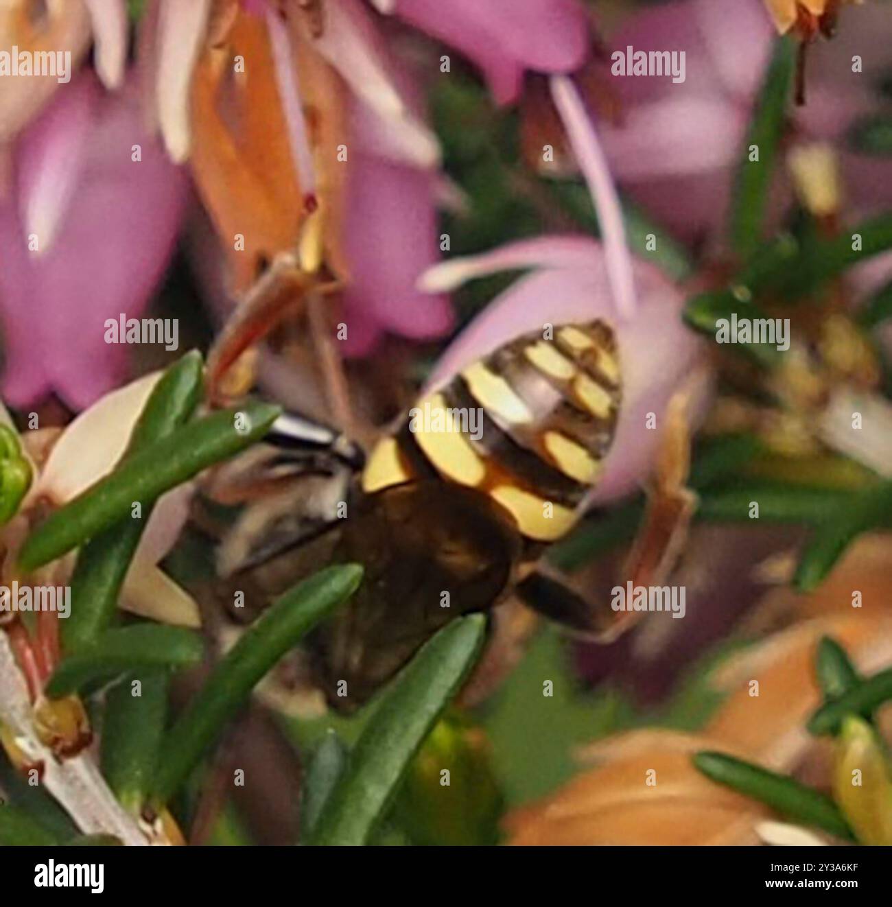 Nomad Bees (Nomada) Insecta Stock Photo - Alamy