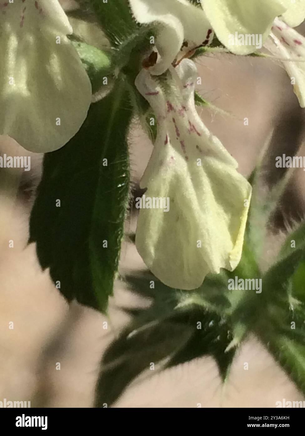 Italian Woundwort (Stachys ocymastrum) Plantae Stock Photo - Alamy