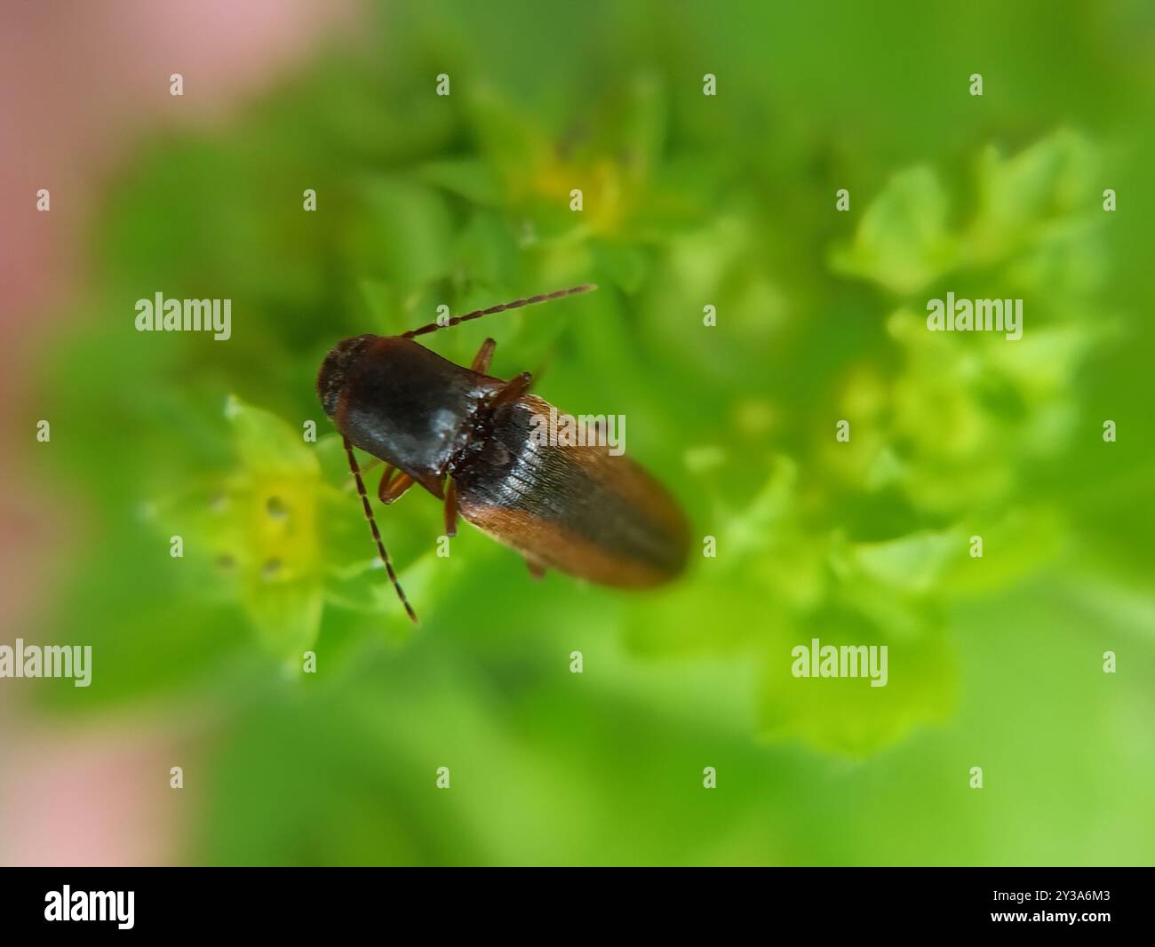 margined click beetle (Dalopius marginatus) Insecta Stock Photo - Alamy