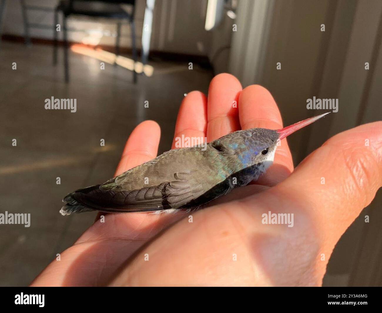 Violet-crowned Hummingbird (Ramosomyia violiceps) Aves Stock Photo - Alamy