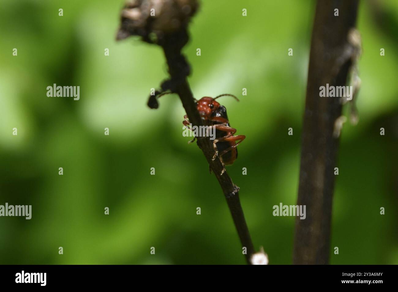 Downy Leather-winged Beetle (Podabrus pruinosus) Insecta Stock Photo ...