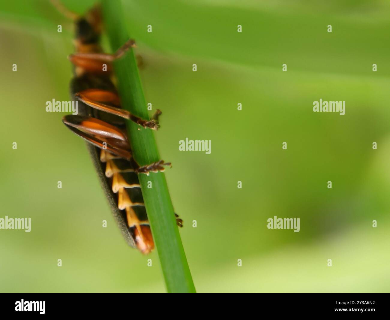 Grey Sailor Beetle (Cantharis nigricans) Insecta Stock Photo - Alamy