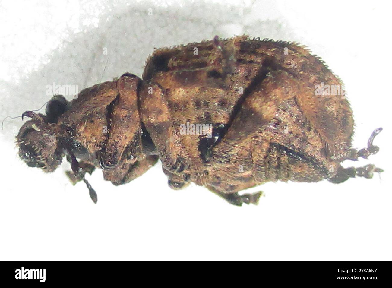 True Weevils (Curculionidae) Insecta Stock Photo - Alamy