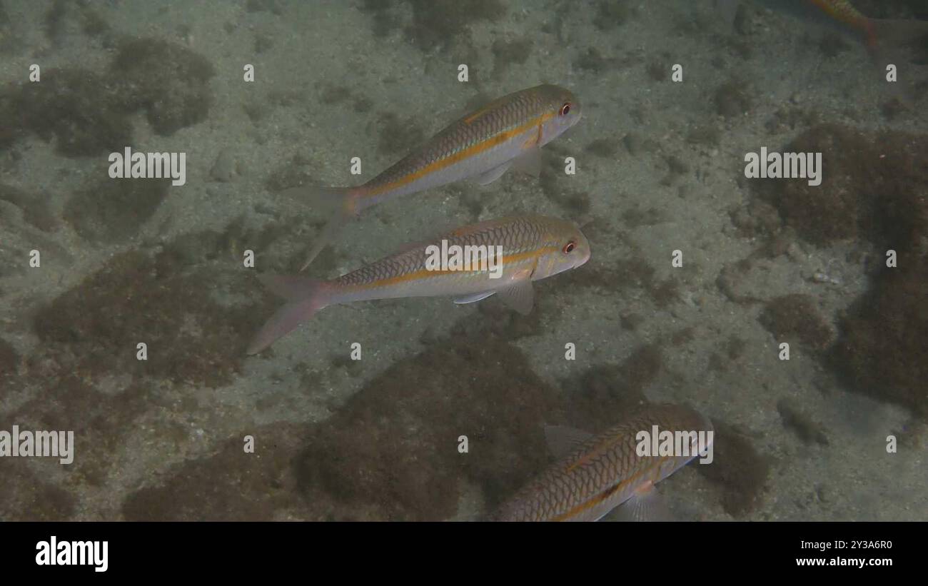 Yellowstripe Goatfish (Mulloidichthys flavolineatus) Actinopterygii ...