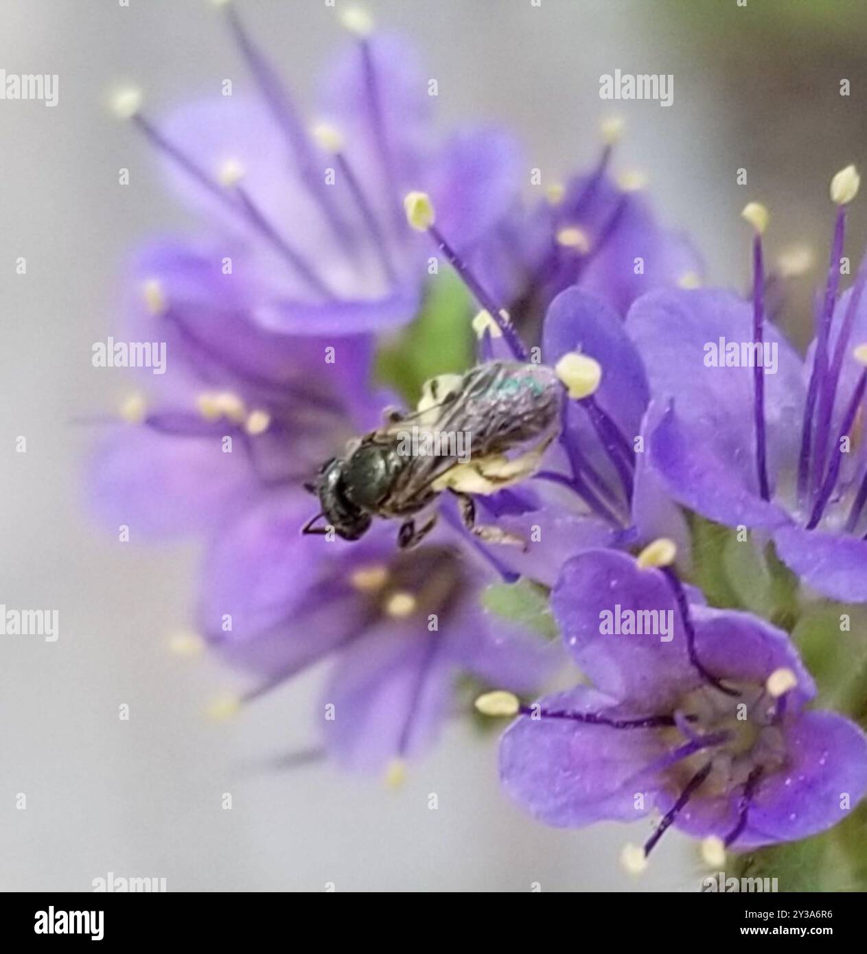 Small Carpenter Bees (Ceratina) Insecta Stock Photo - Alamy
