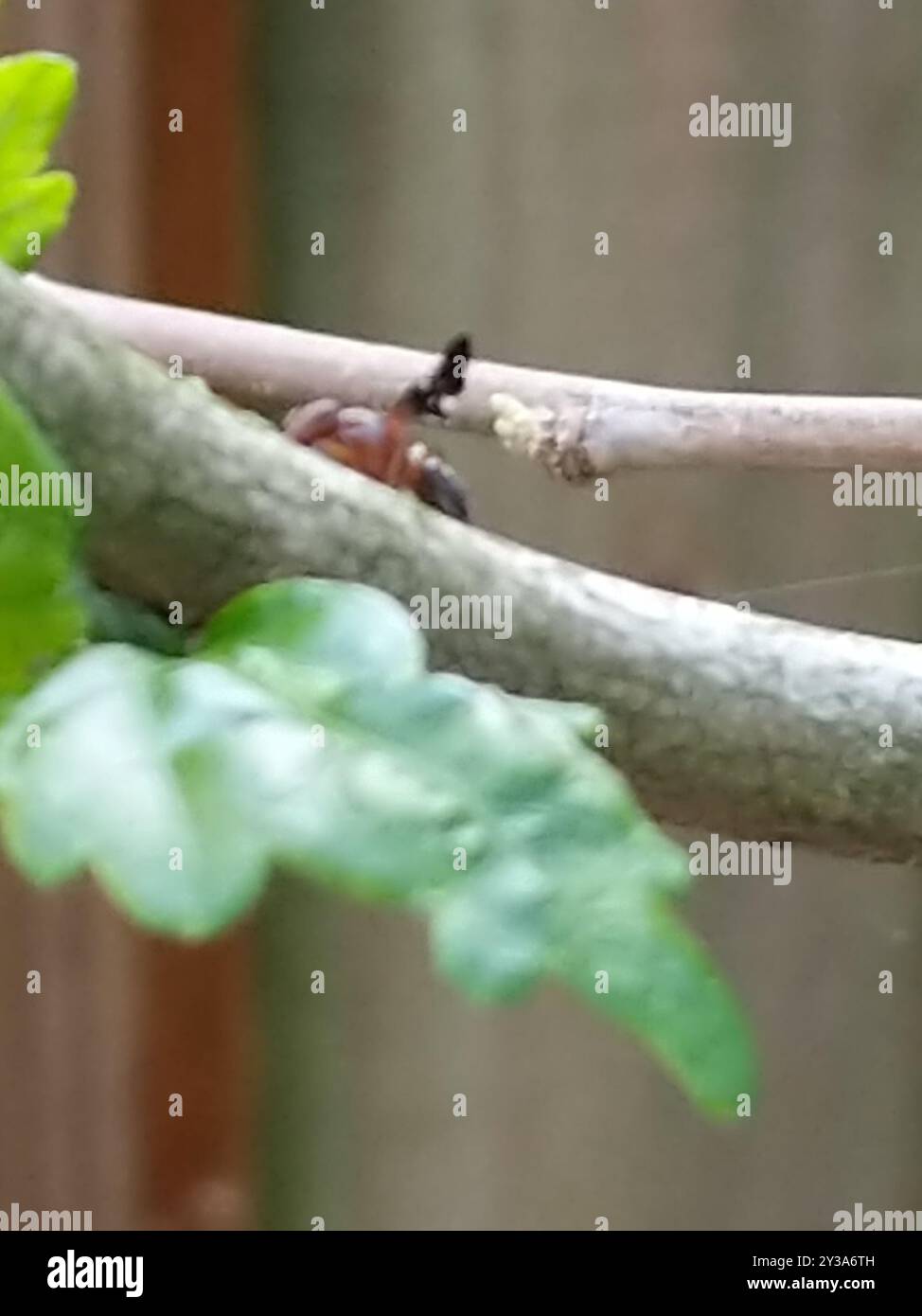 Common Picture-winged Fly (Delphinia picta) Insecta Stock Photo - Alamy