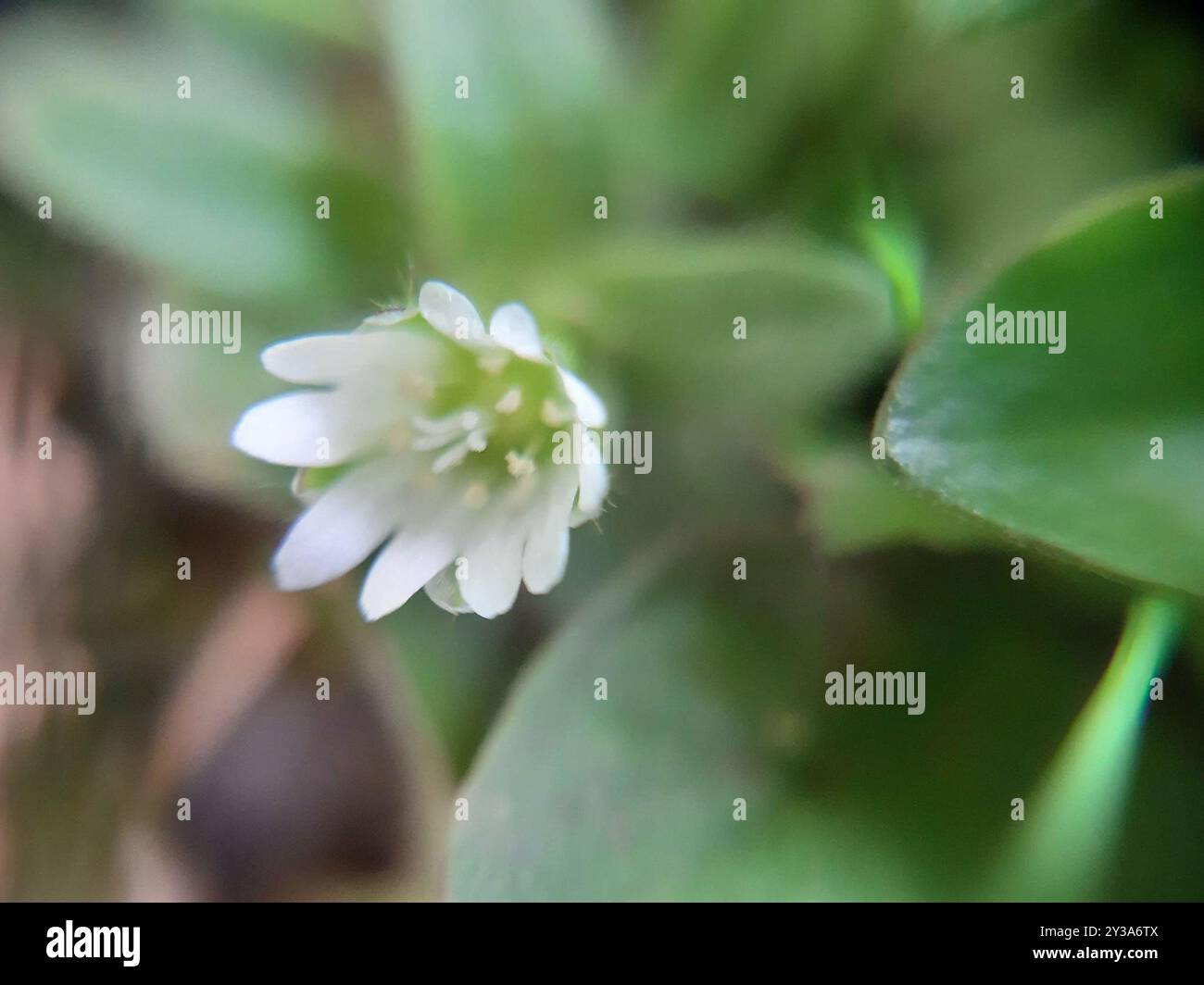 Common mouse-ear chickweed (Cerastium fontanum) Plantae Stock Photo - Alamy