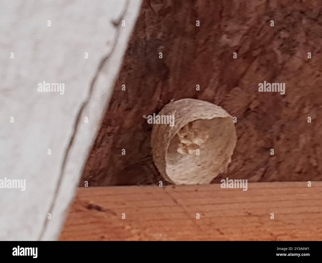 Hornets and Yellowjackets (Vespinae) Insecta Stock Photo - Alamy