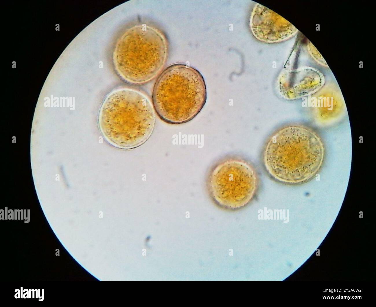 Asparagus rust (Puccinia asparagi) Fungi Stock Photo - Alamy