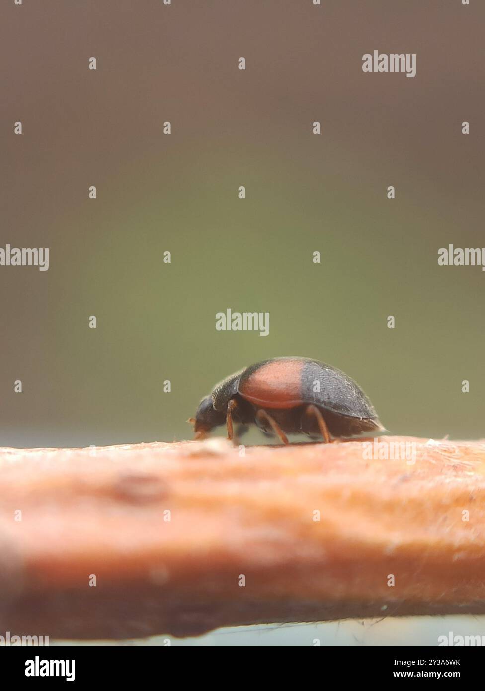 Four-spotted Nephus (Nephus quadrimaculatus) Insecta Stock Photo - Alamy