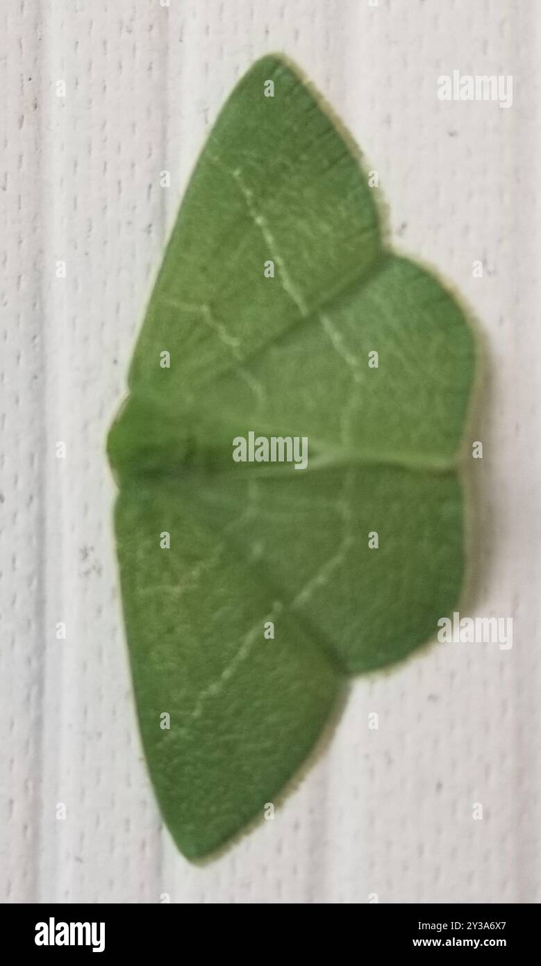 Texas Emerald (Nemoria zygotaria) Insecta Stock Photo - Alamy