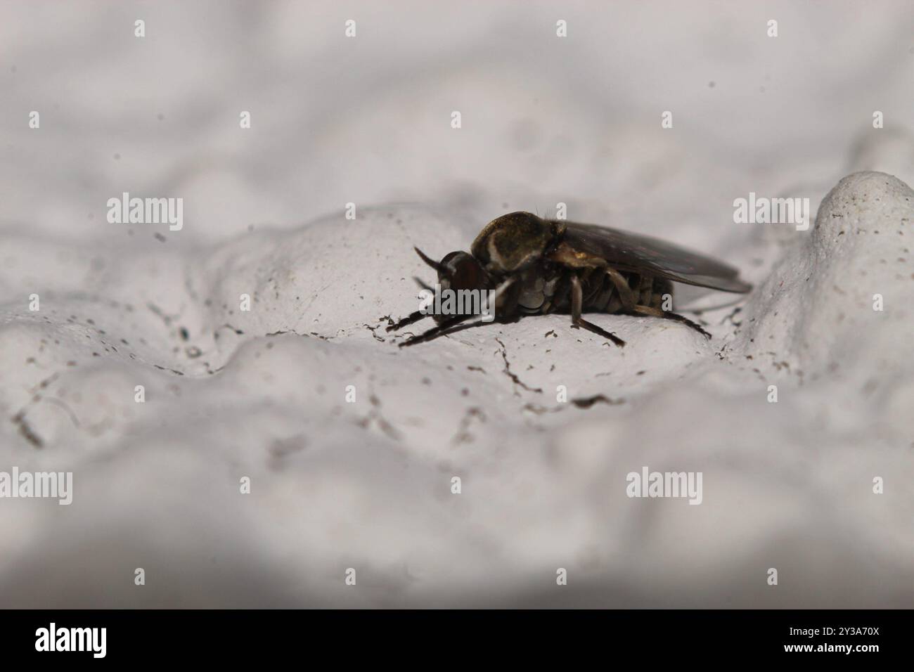 Common Blackflies (Simulium) Insecta Stock Photo - Alamy