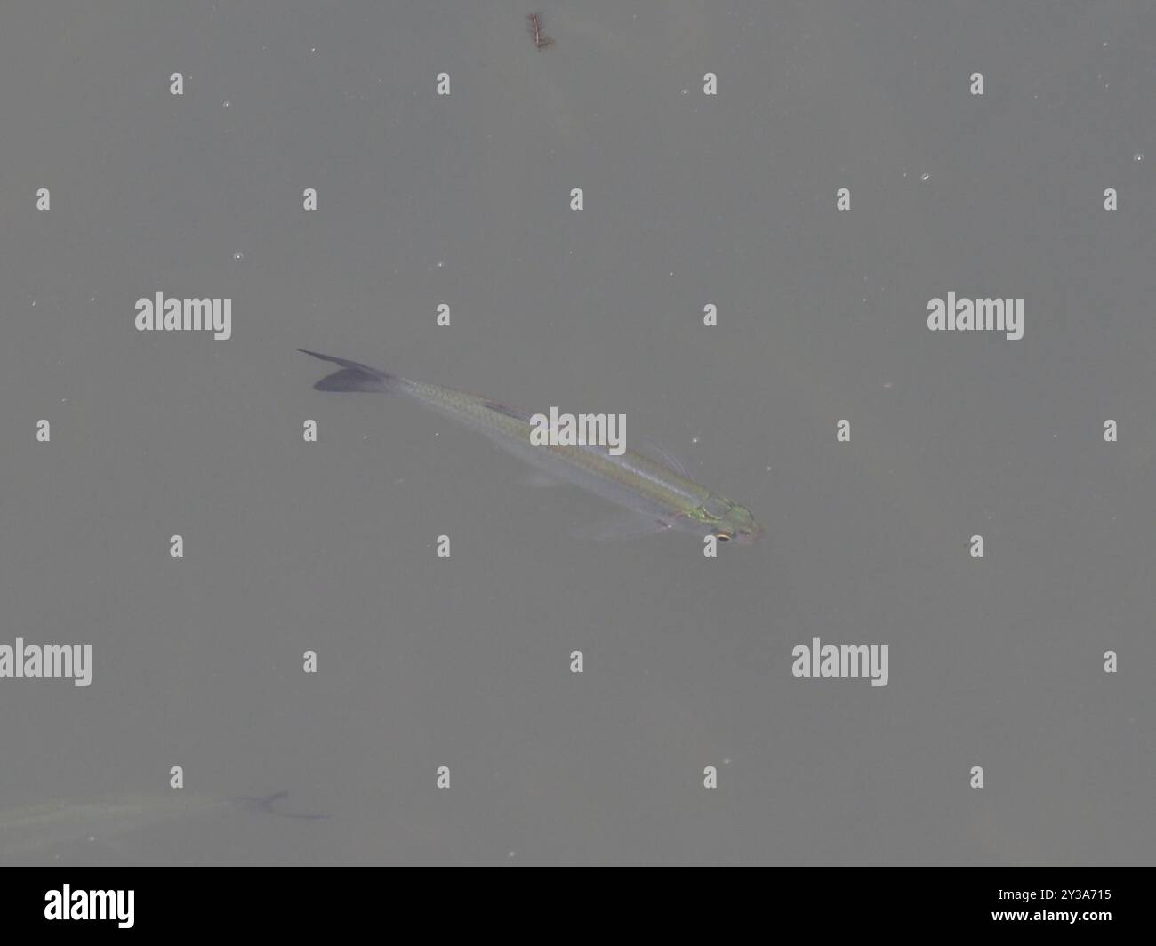 Sharpbelly (Hemiculter leucisculus) Actinopterygii Stock Photo - Alamy