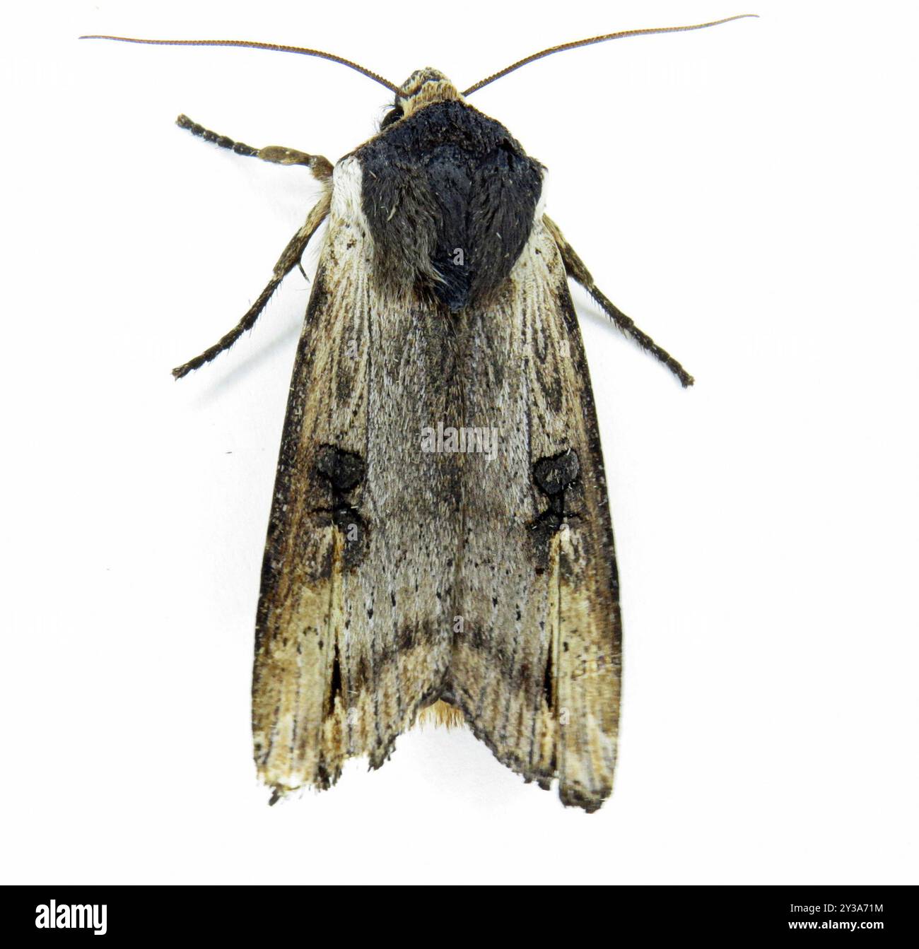 Gray Swordgrass Moth (Xylena cineritia) Insecta Stock Photo - Alamy