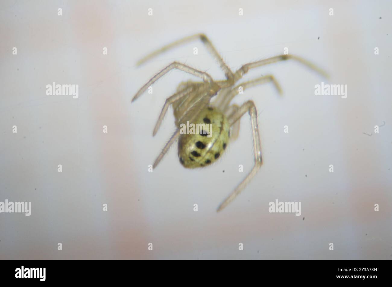 Candy-striped Spider complex (Enoplognatha ovata) Arachnida Stock Photo ...