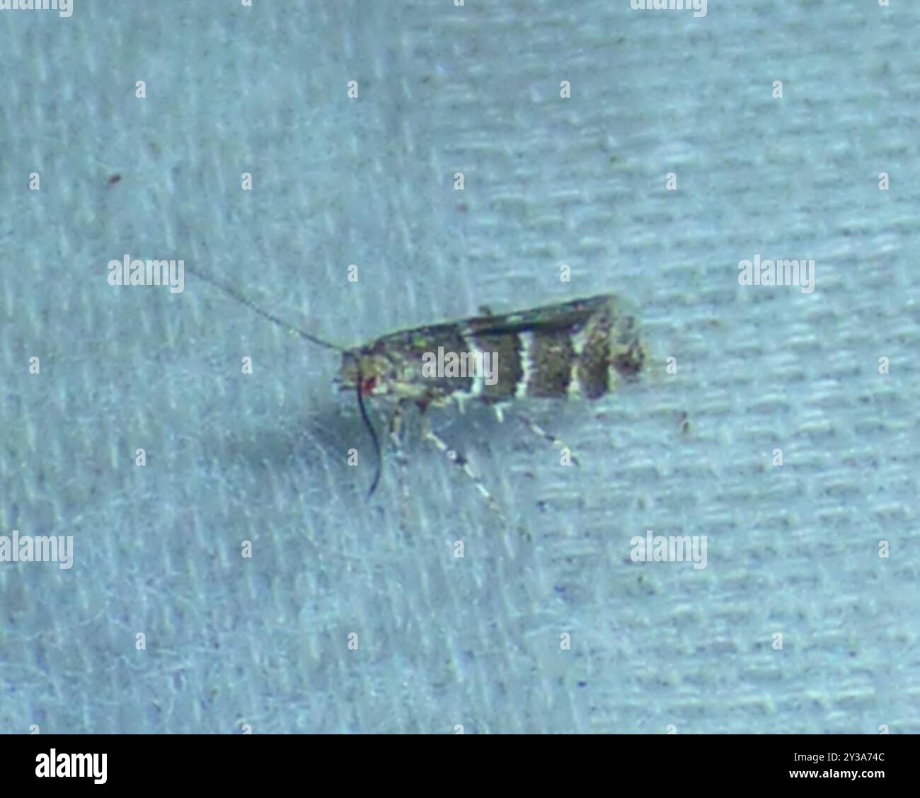 Leaf Blotch Miner Moths (Gracillariidae) Insecta Stock Photo - Alamy