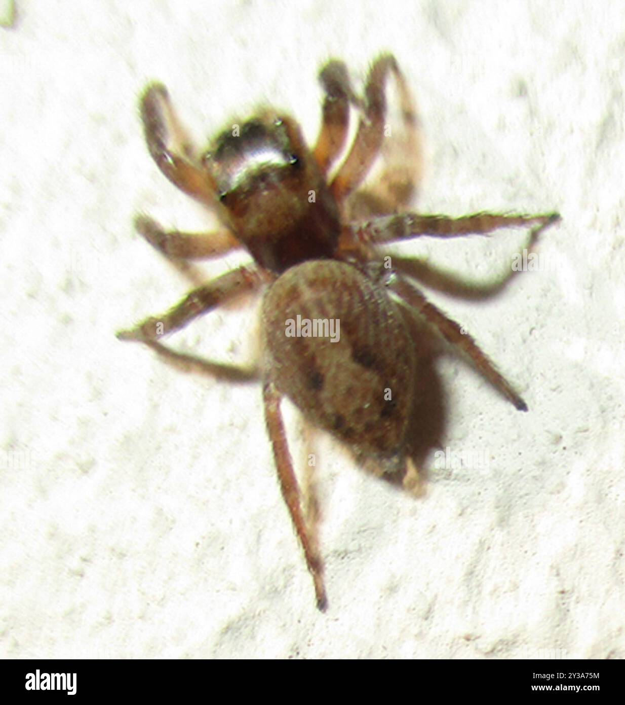 Jumping Spiders (Salticidae) Arachnida Stock Photo - Alamy