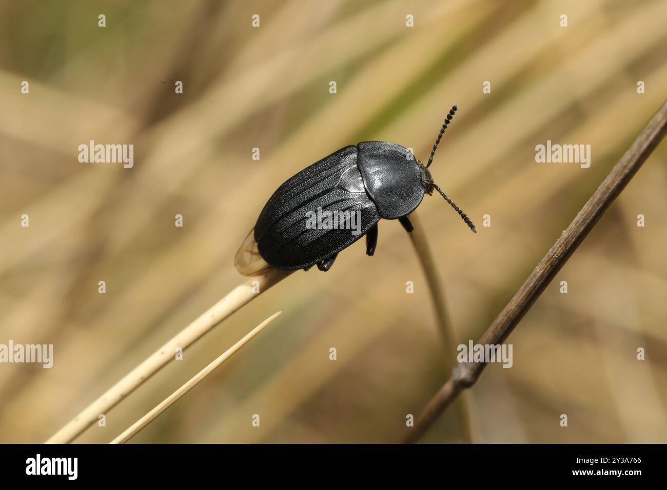 Silpha tristis hi-res stock photography and images - Alamy