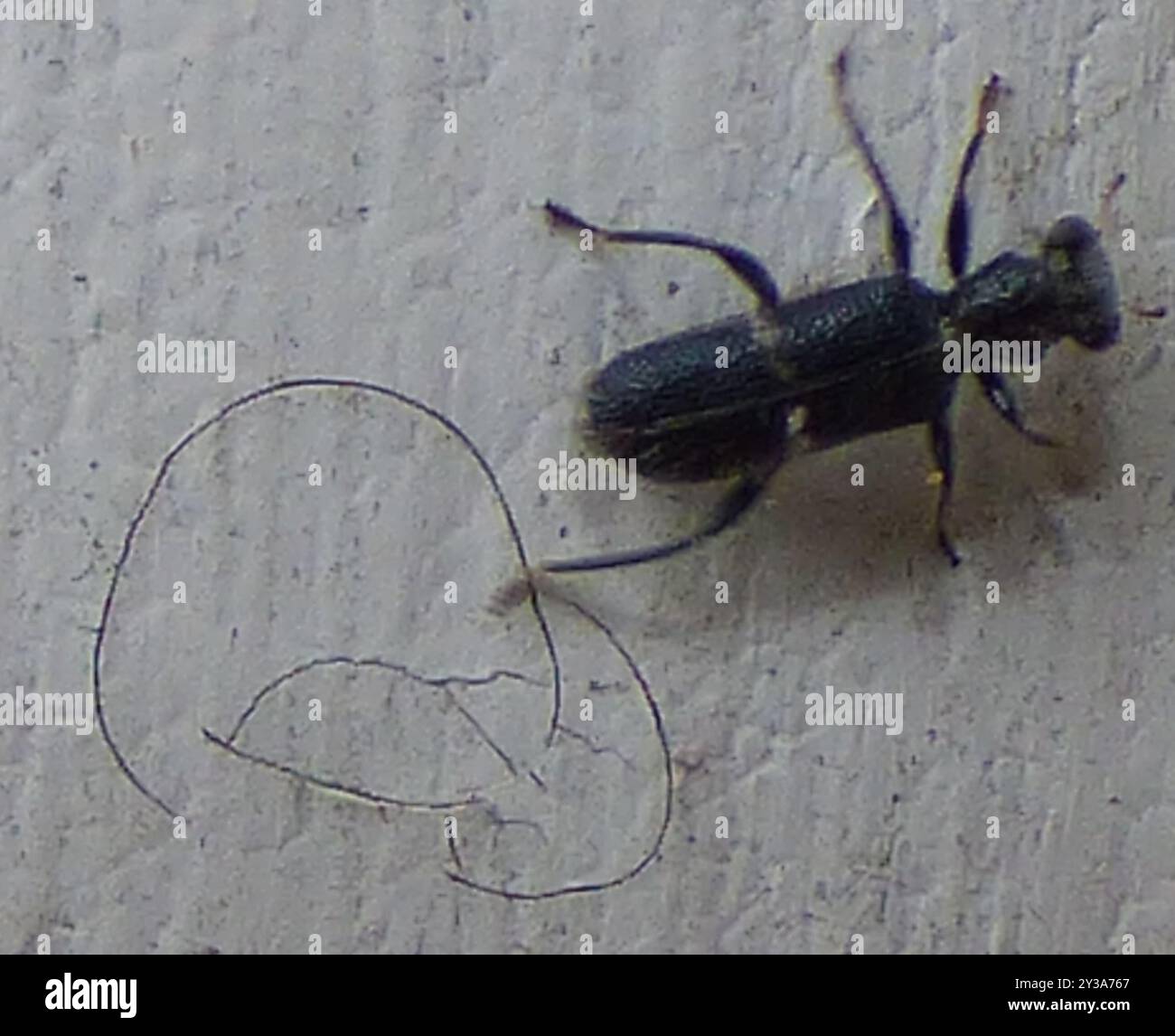 (Phyllobaenus unifasciatus) Insecta Stock Photo - Alamy