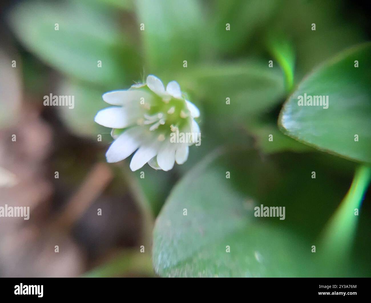 Common mouse-ear chickweed (Cerastium fontanum) Plantae Stock Photo - Alamy