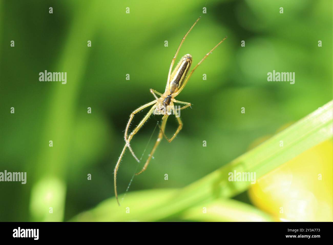 Stretch Spiders (Tetragnatha) Arachnida Stock Photo - Alamy