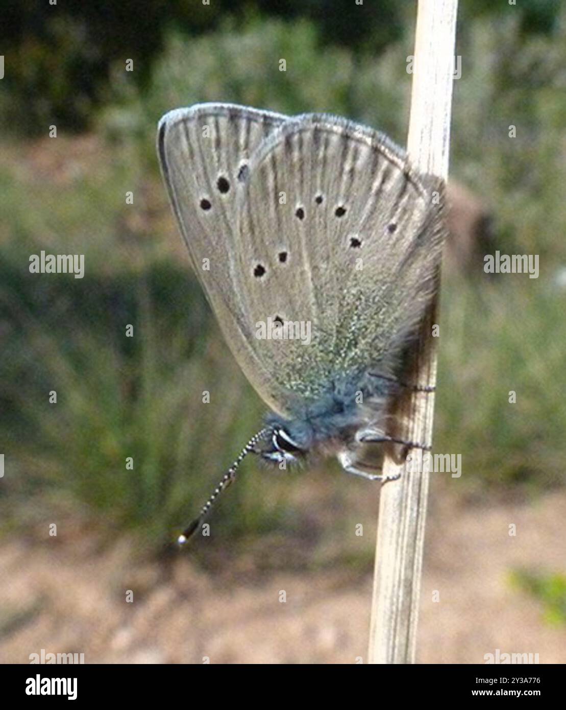 Black-eyed Blue (Glaucopsyche melanops) Insecta Stock Photo - Alamy