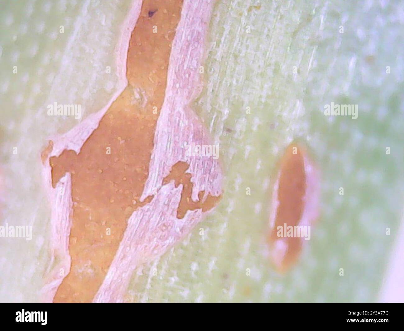 Asparagus rust (Puccinia asparagi) Fungi Stock Photo - Alamy