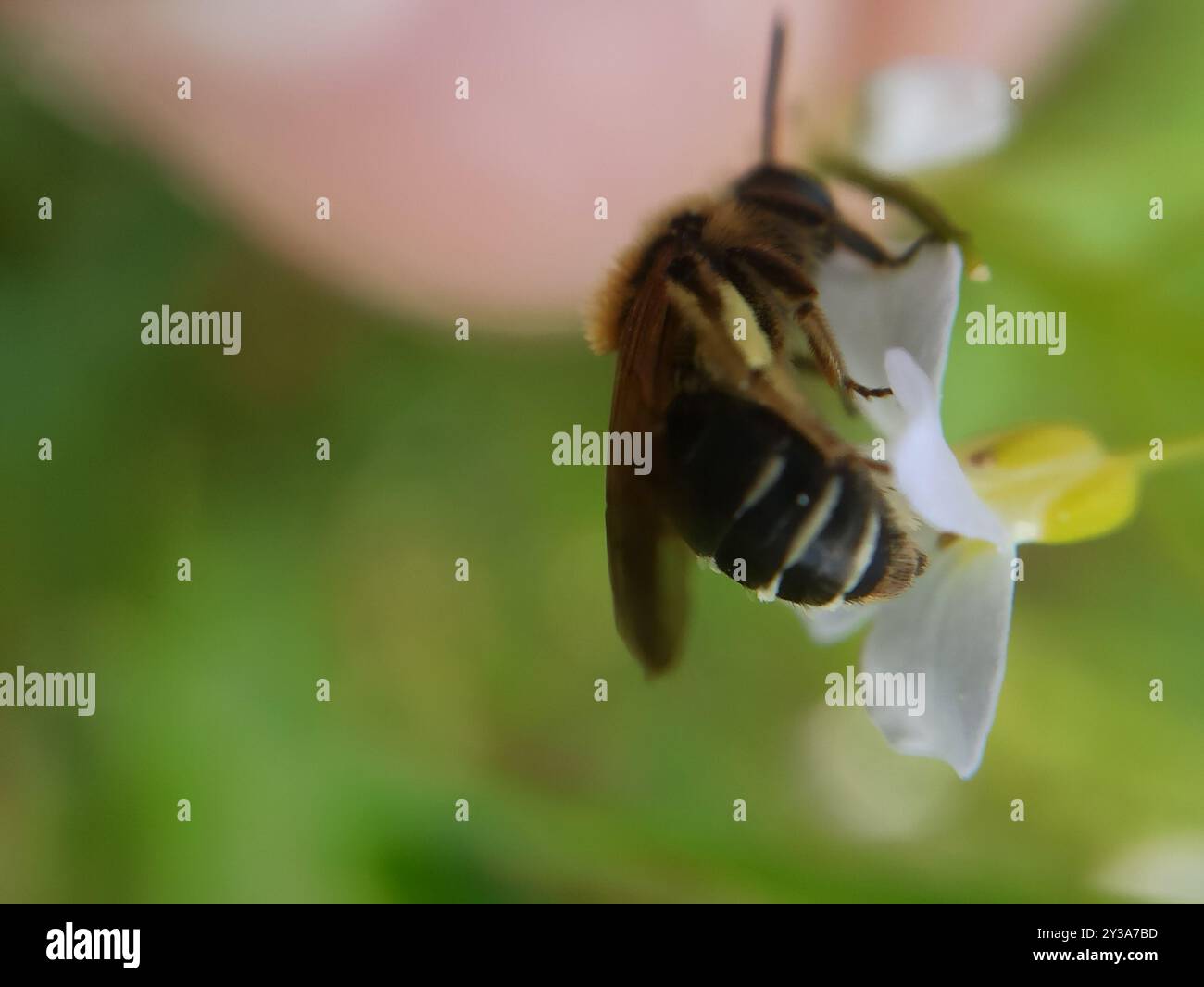 Mining Bees (Andrena) Insecta Stock Photo - Alamy